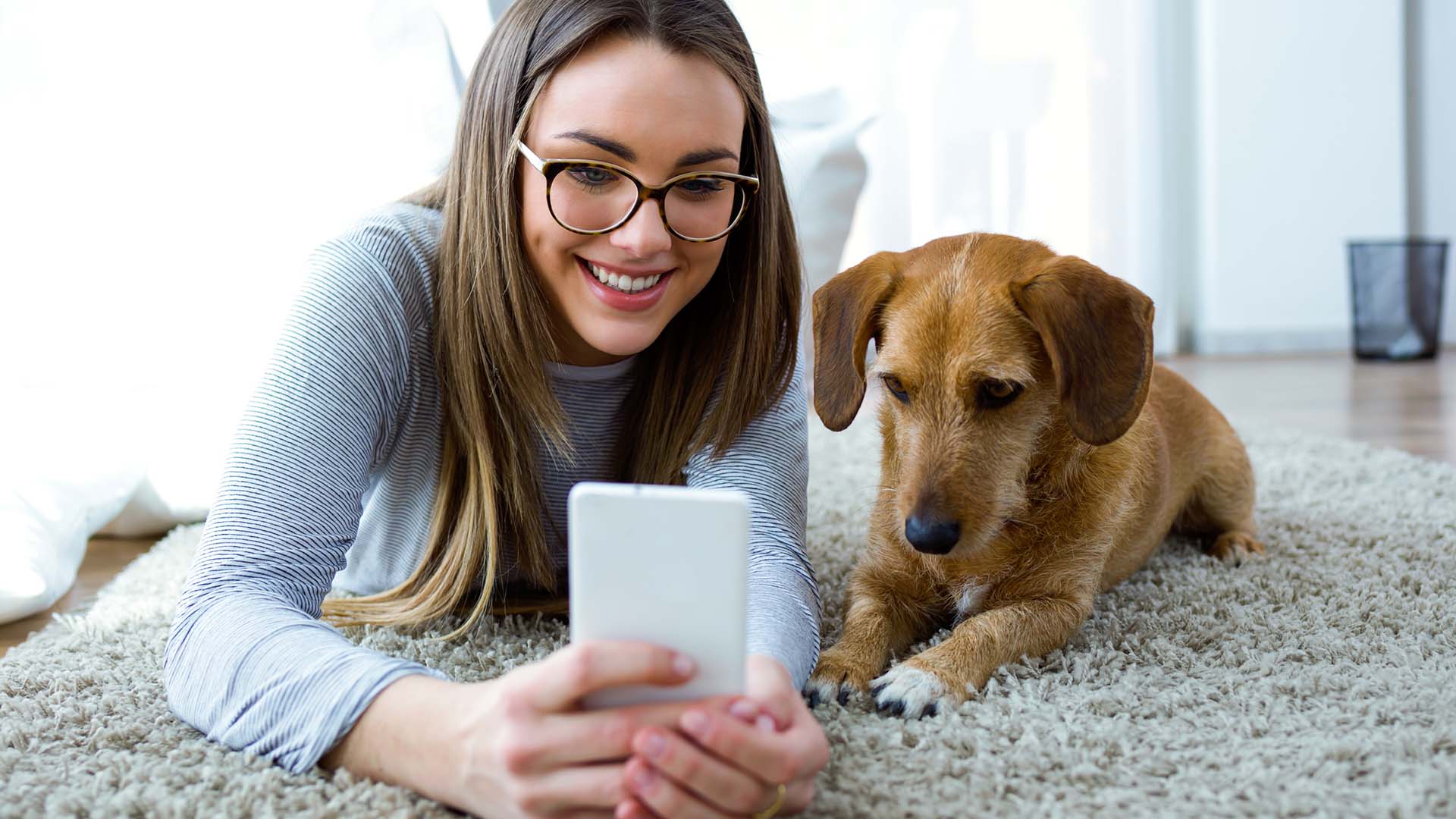 Online-Sachkundelehrgang Hundehaltung - Ziemer & Falke