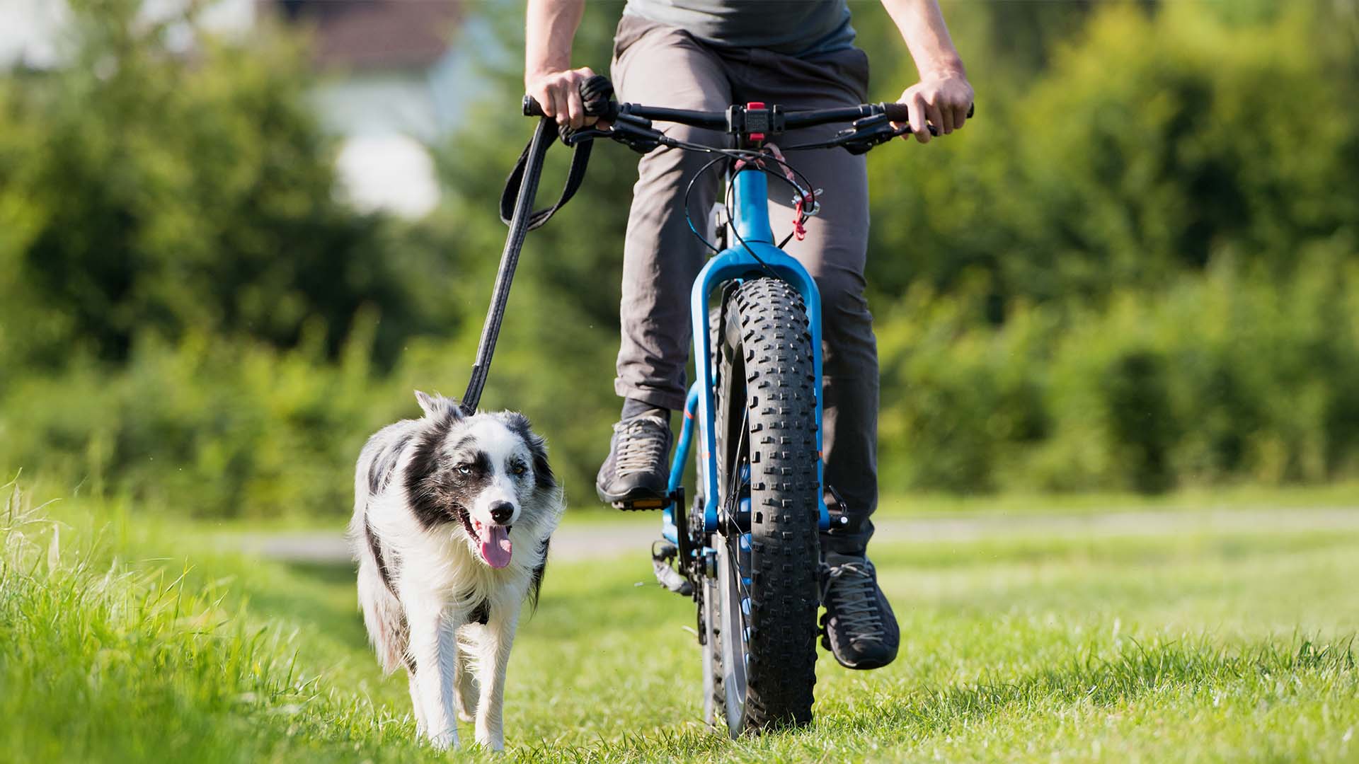 Fahrradfahren mit Hund: Tipps für ein sicheres Abenteuer